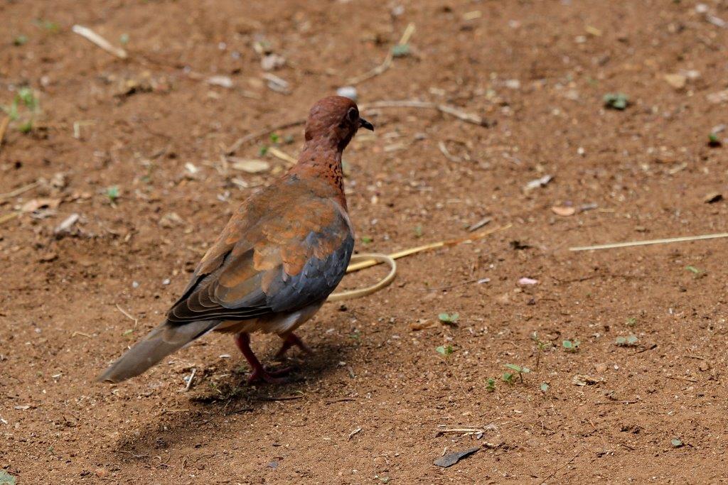 Laughing Dove 1 – Birds are our Story