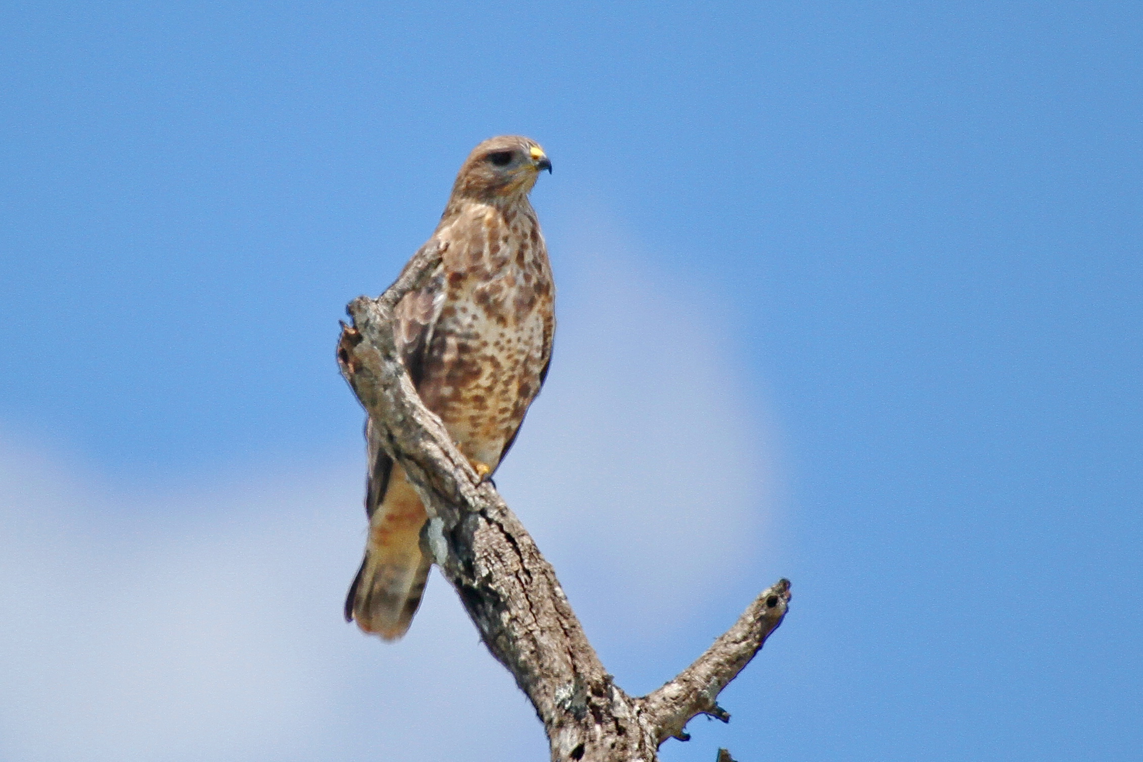 Steppe Buzzard, Tembe – Birds are our Story
