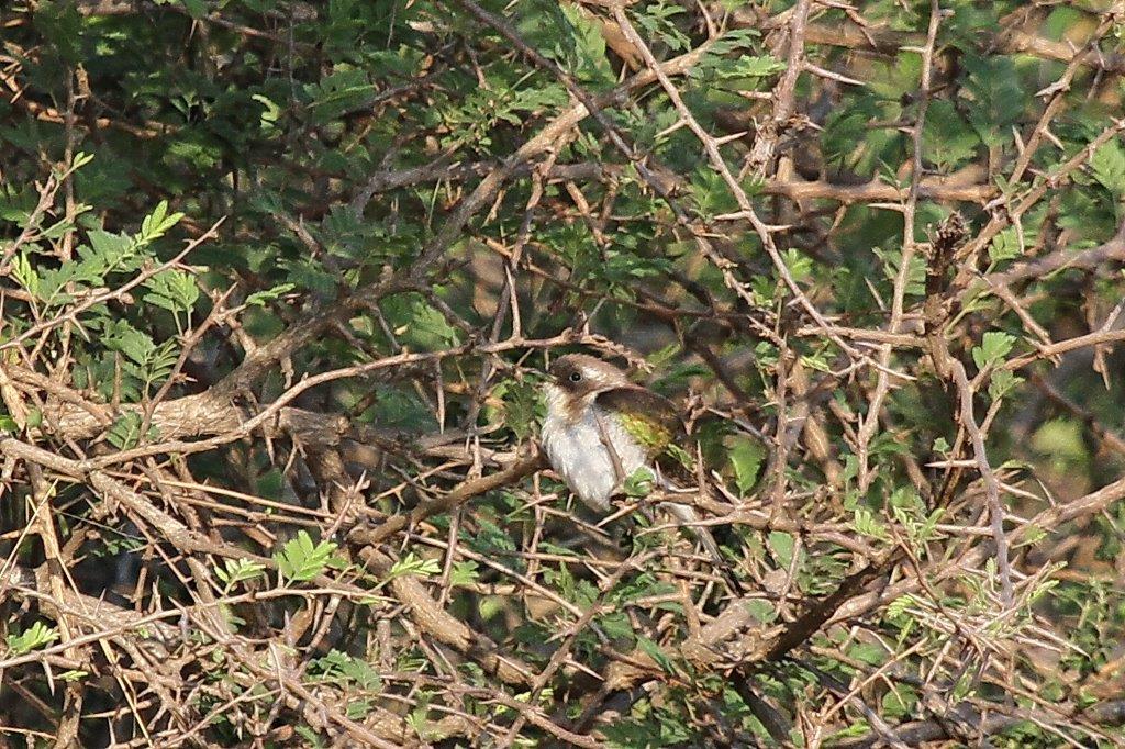 Klaas’s Cuckoo – female – Birds are our Story