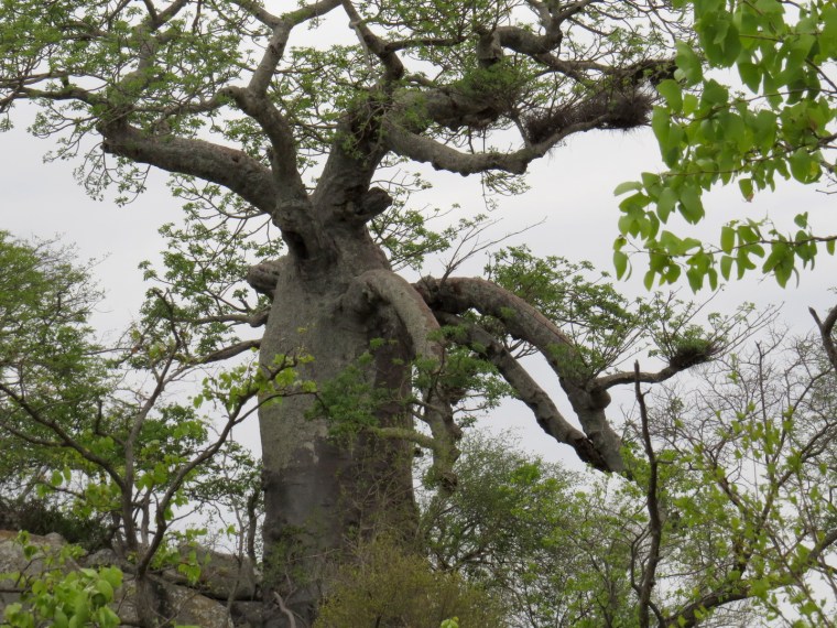 Baobab all arms and legs – Birds are our Story