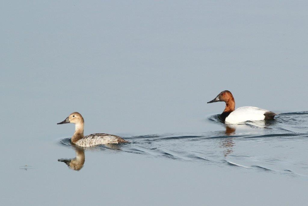 Canvasback – male and female – Birds are our Story