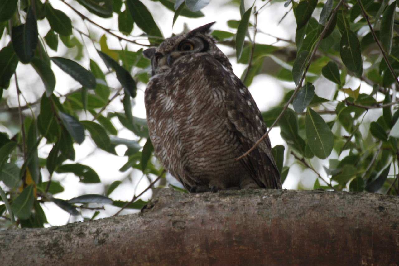 Tala Revisited – Birds are our Story