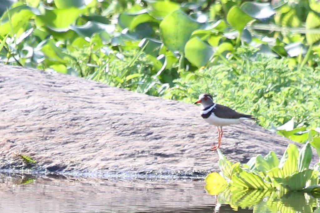 Three-banded Plover (2) – Birds are our Story