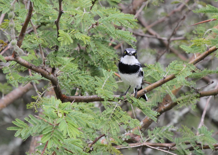 Chinspot Batis, Tembe – Birds are our Story