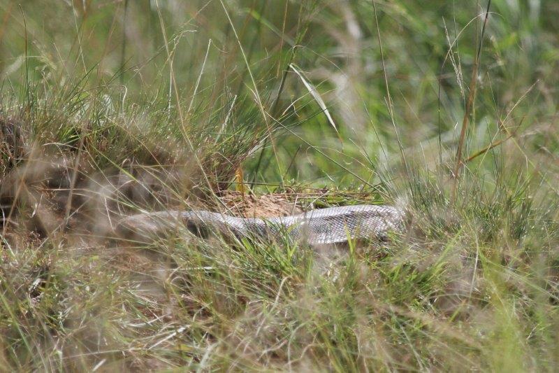 4 Metre Python, Cumberland – Birds are our Story