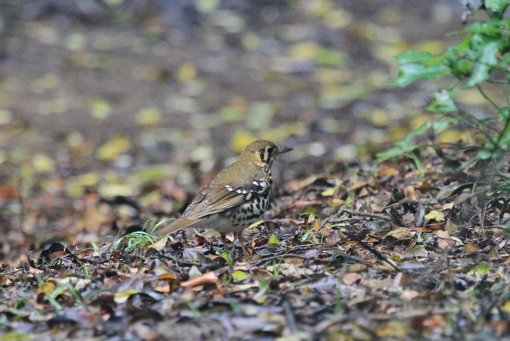 Spotted Ground-Thrush – Birds are our Story