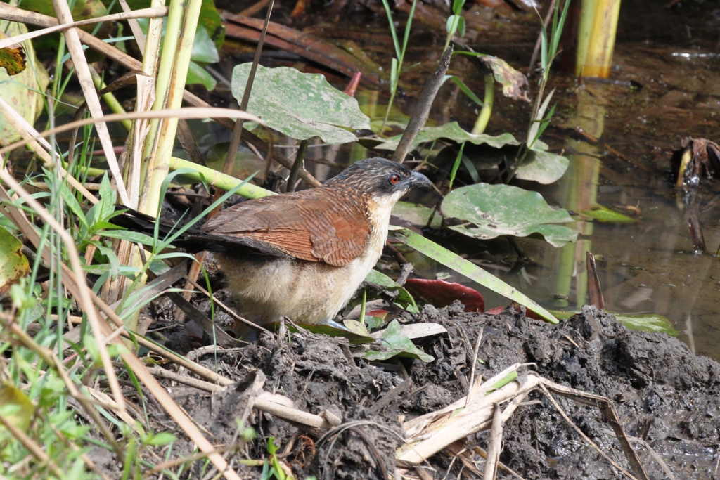 Tala Game Reserve Feedback – Birds are our Story