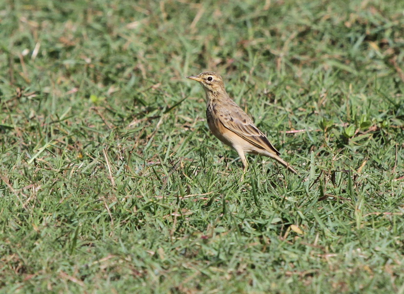 African Pipit, Muzi Pan – Birds are our Story