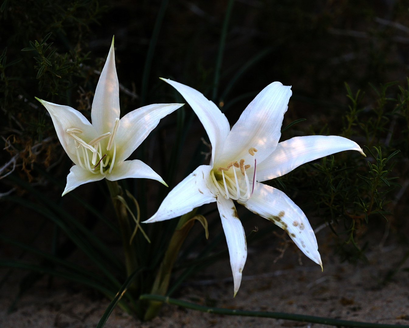 Lily – Birds are our Story