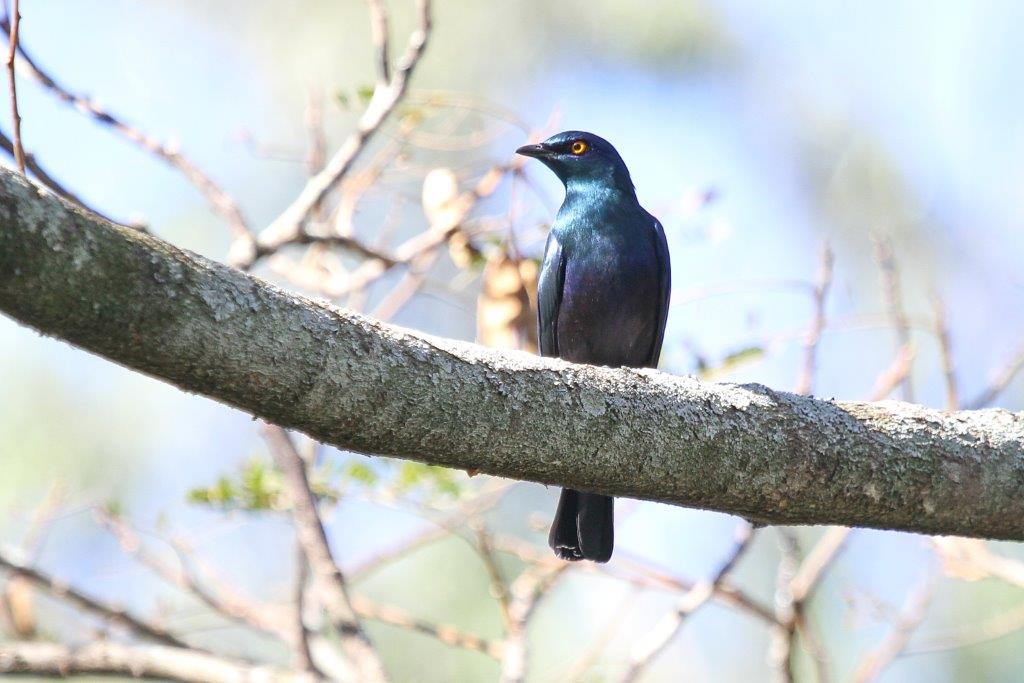 Umbogavango and Vumbuka – Birds are our Story