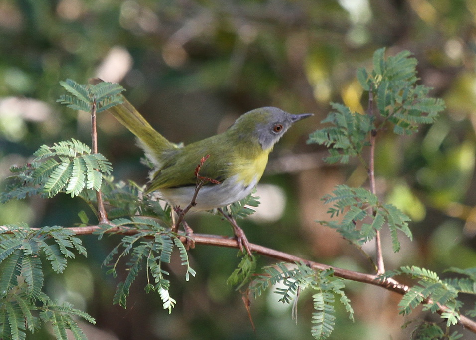Yellow-breasted Apalis, Tembe – Birds are our Story