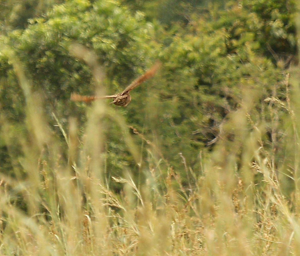 Red-winged Francolin – Birds are our Story
