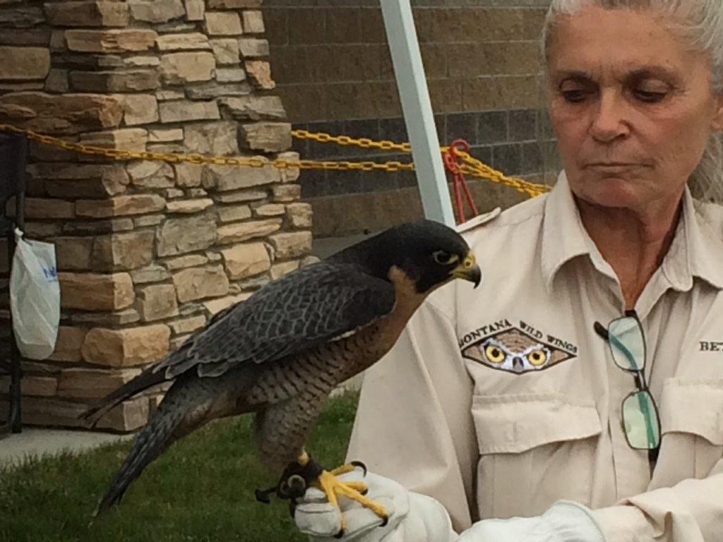 Peregrine Falcon in rehab – Birds are our Story