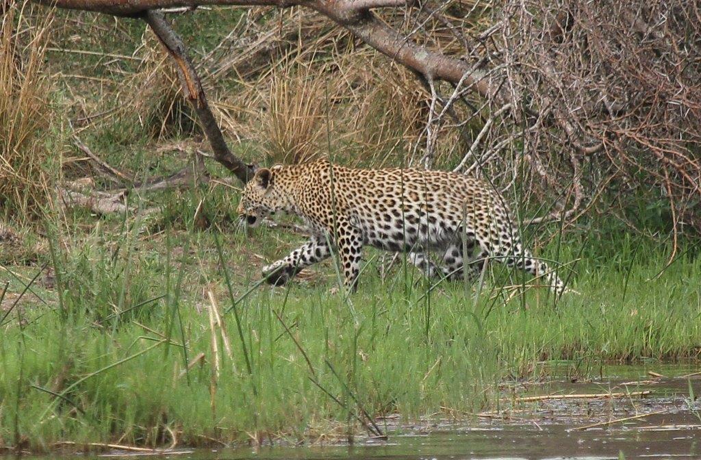 Leopard Lake Panic 5 Birds Are Our Story