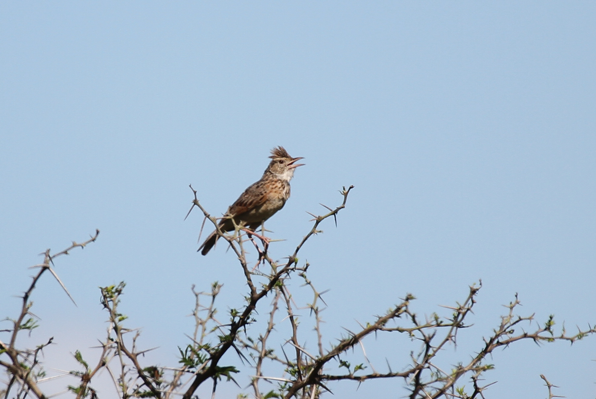 Rufous-naped Lark, Tembe – Birds are our Story