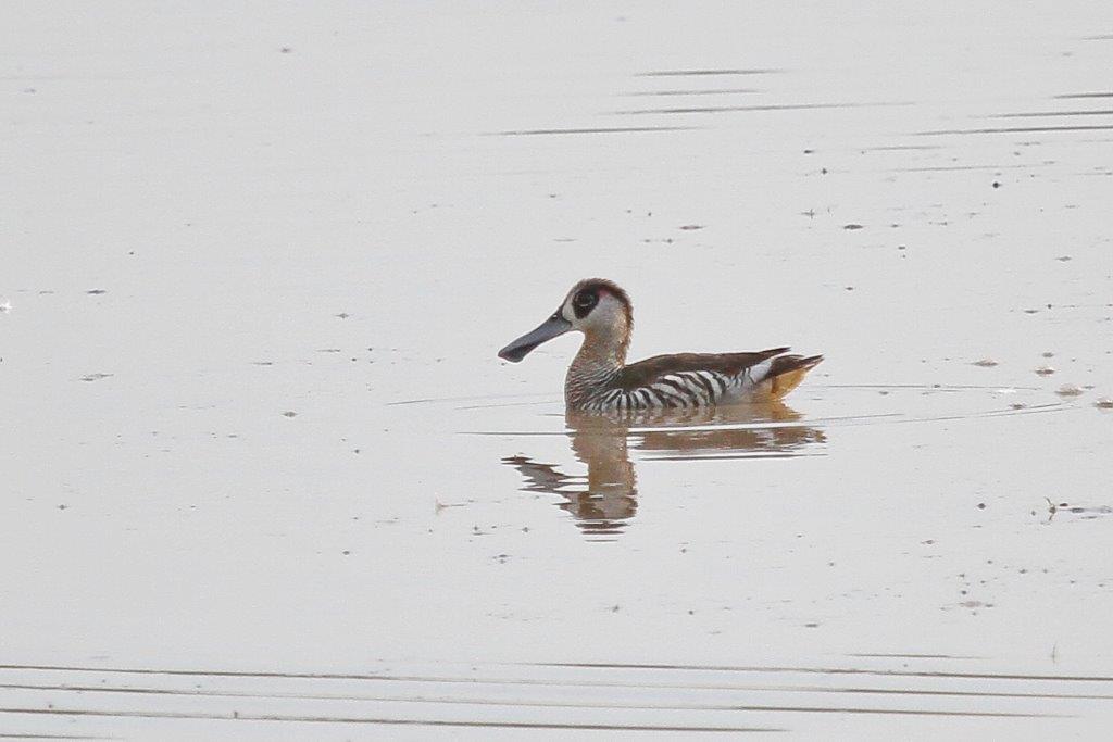 Pink-eared Duck, Bird Billabong – Mary River – Birds are our Story