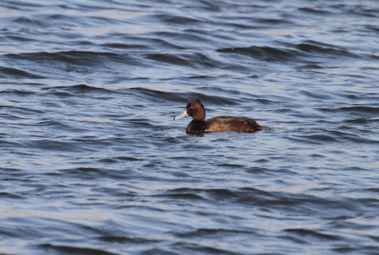 Tala Revisited – Birds are our Story