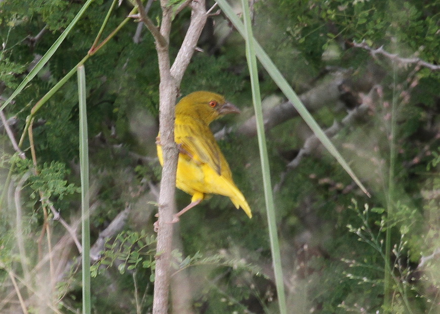 Yellow Weaver, Tembe – Birds are our Story