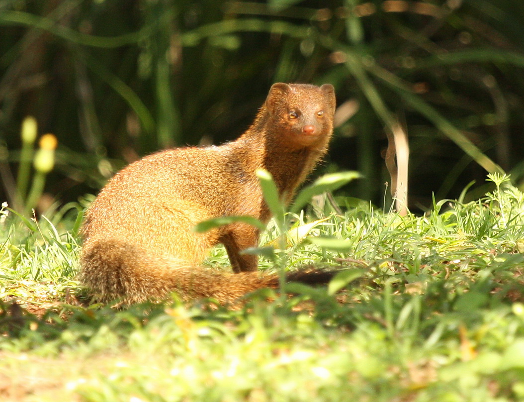 Slender Mongoose – Birds are our Story