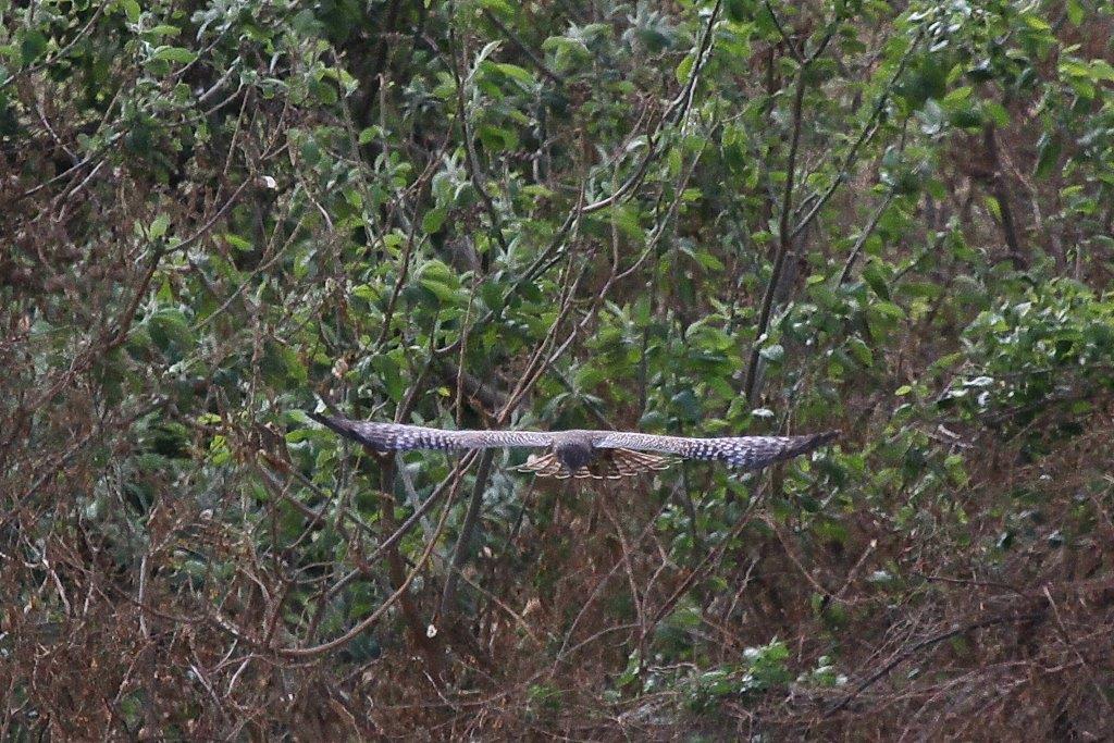 African Marsh Harrier 1 – Birds are our Story