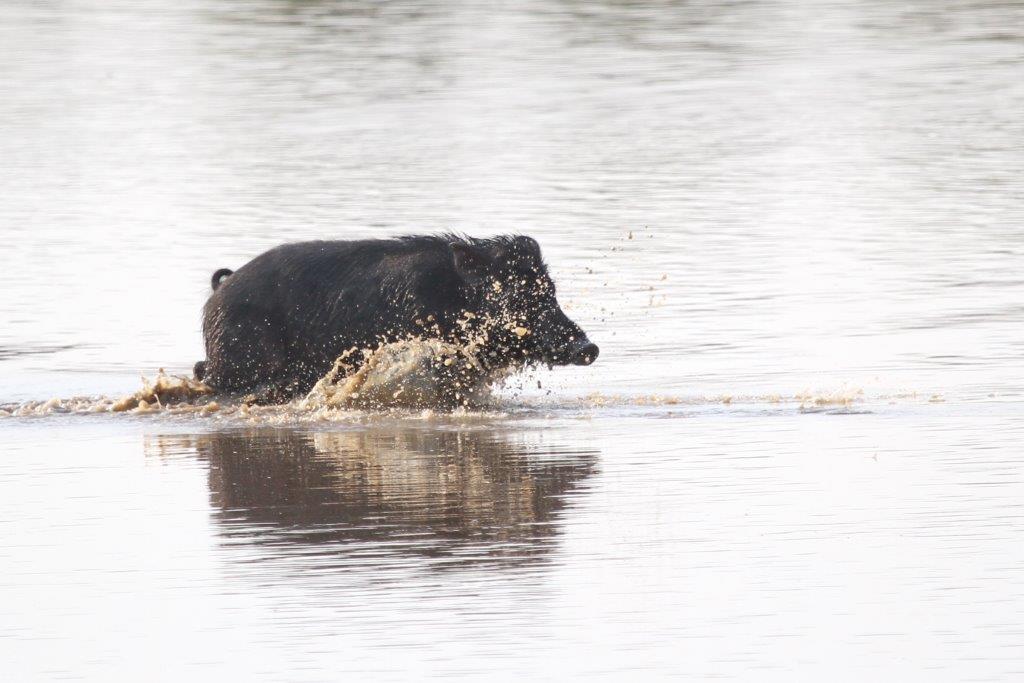 Wild Boar, Bird Billabong – Mary River 3 – Birds are our Story