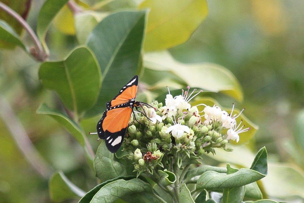 Mystery Butterfly – Birds are our Story