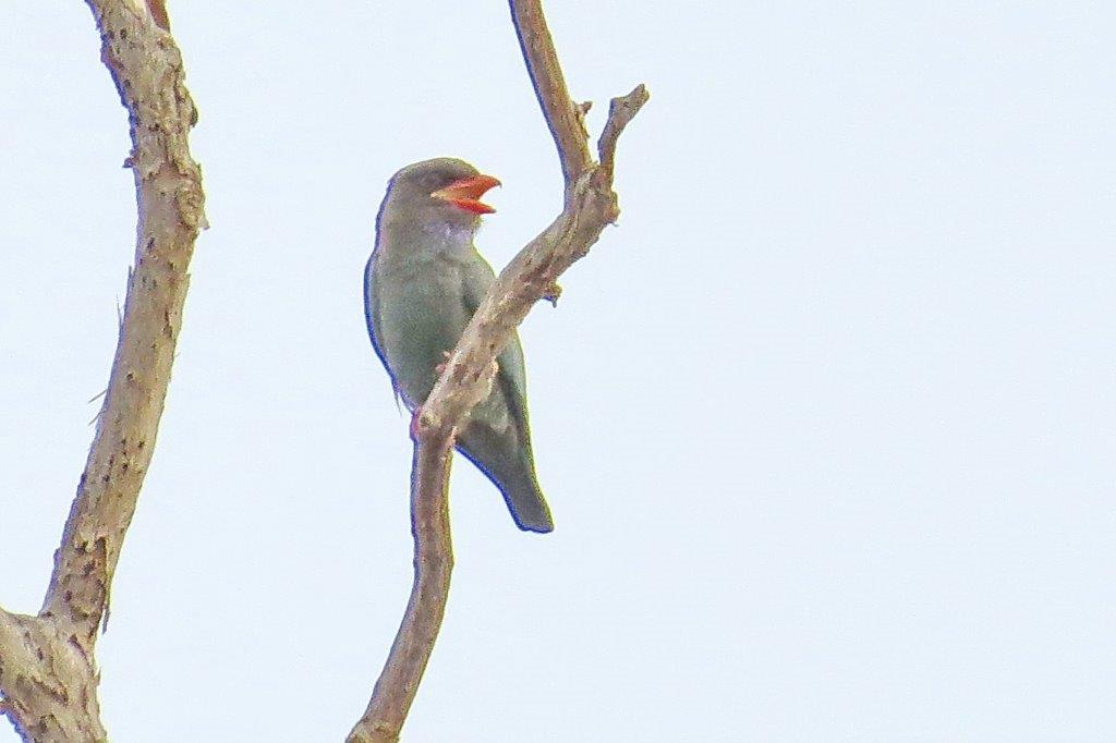 Dollarbirds, Mary River Camp 3 (2) – Birds are our Story