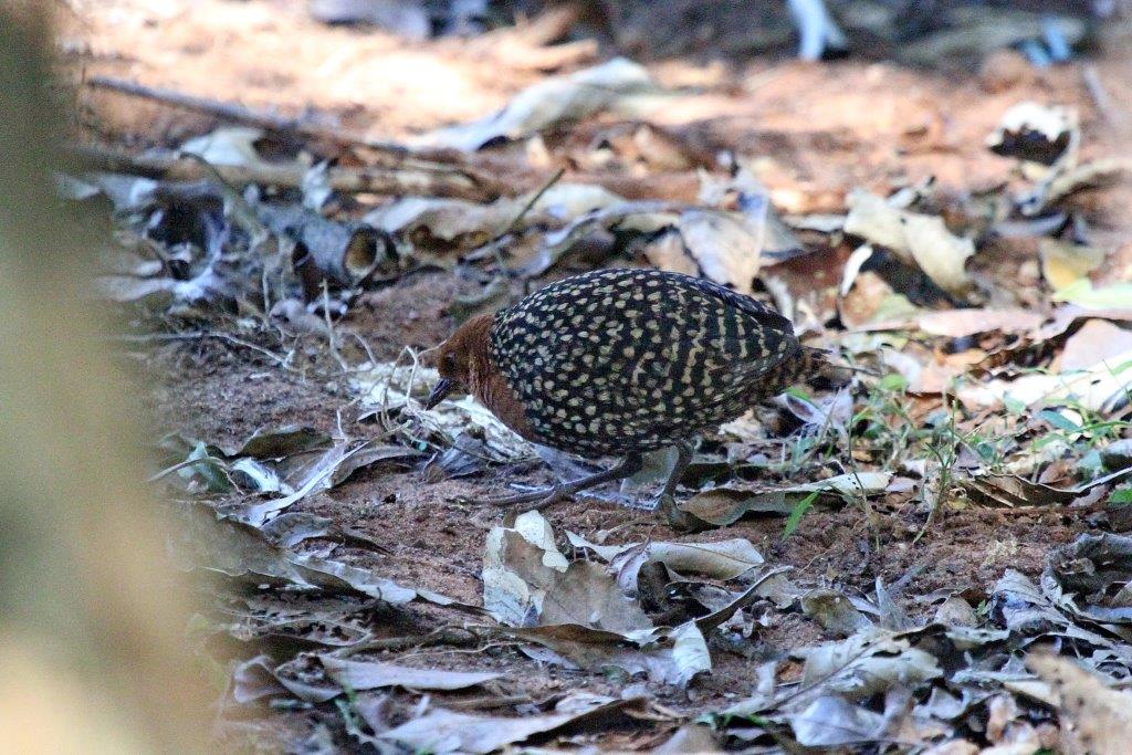 Buff-spotted Flufftail – Birds are our Story