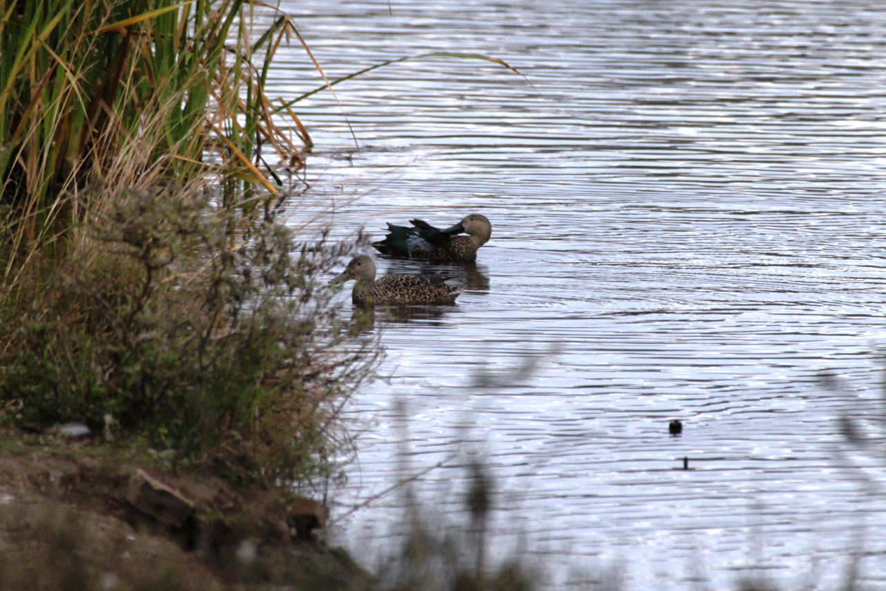 Tala Revisited – Birds are our Story