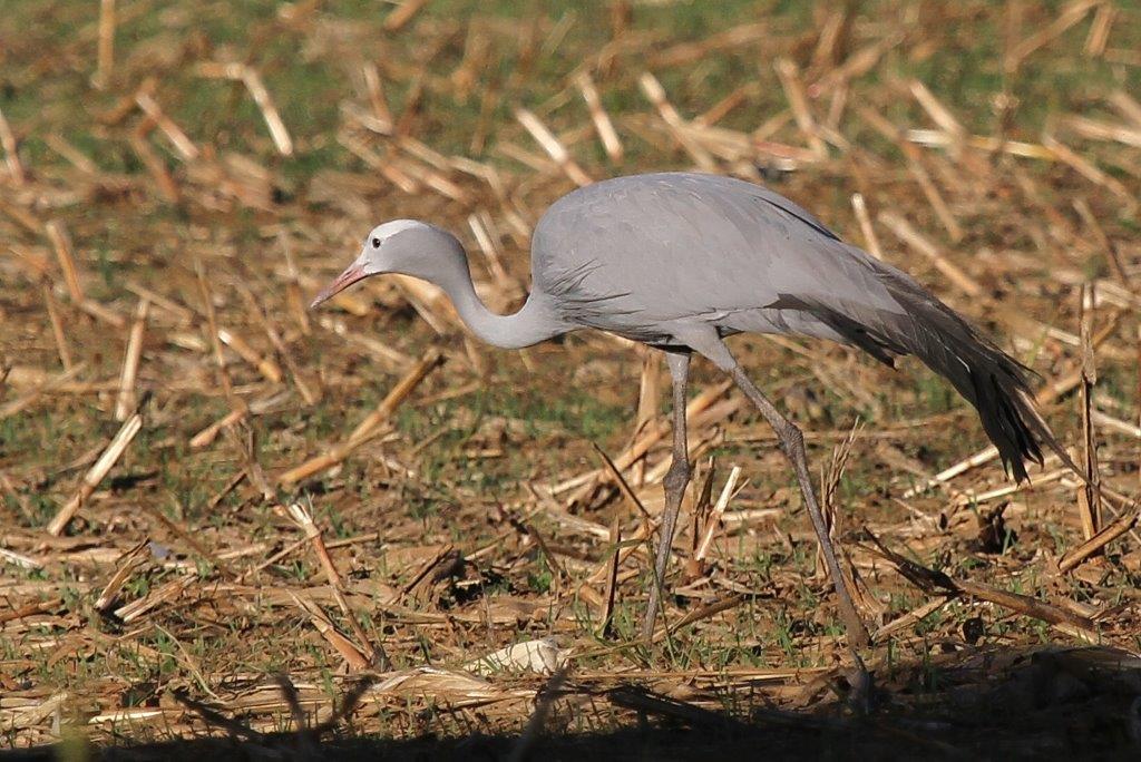Blue Crane 1 – Birds are our Story