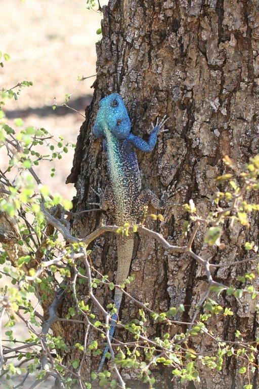 Blue-headed Lizzard – Birds are our Story