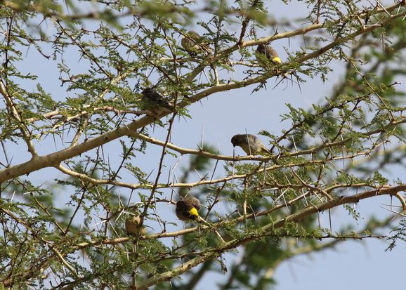 Lemon-breasted Canaries, Muzi Pan – Birds are our Story