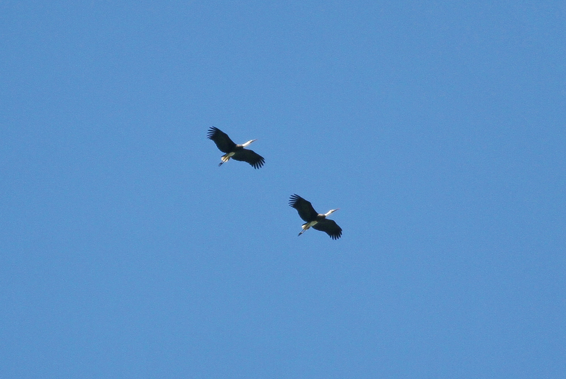 Woolly-necked Storks, Tembe – Birds are our Story