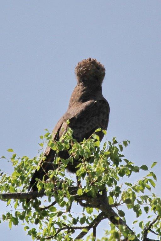 Brown Snake-Eagle – love the hair-do – Birds are our Story