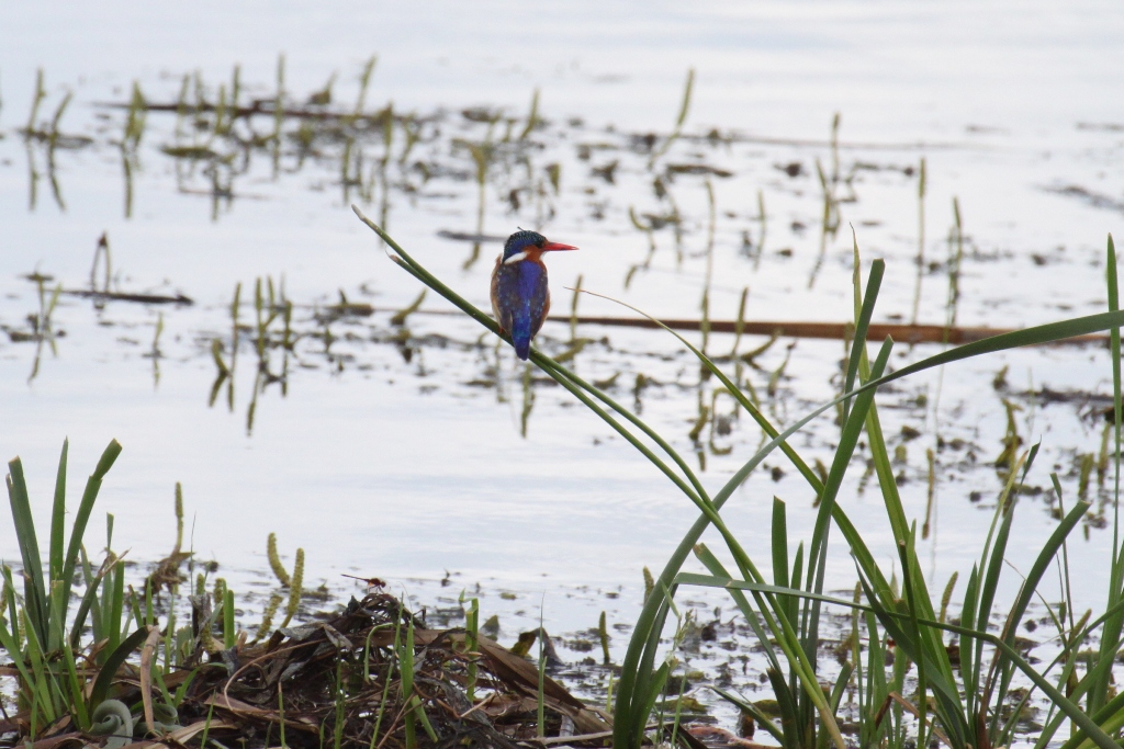 Tala Game Reserve Feedback – Birds are our Story