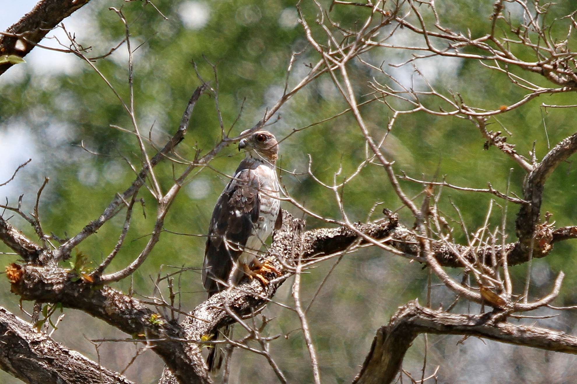 African Cuckoo-Hawk – immature at Tembe – Birds are our Story