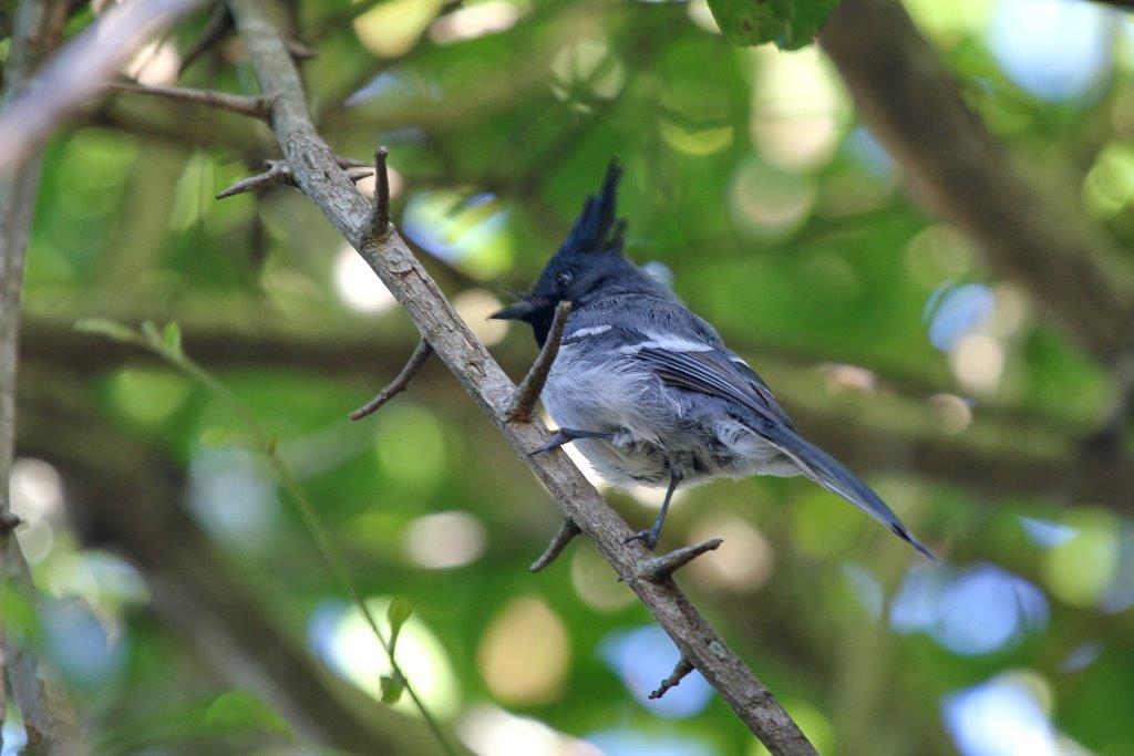 Blue-mantled Crested-Flycatcher 1, Khangela Lodge – Birds are our Story