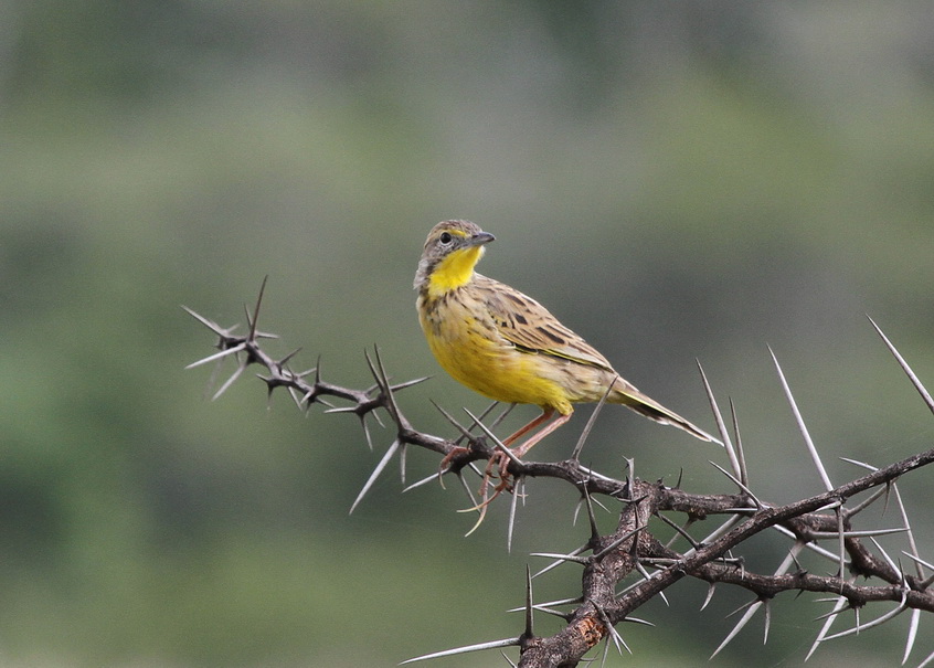 Yellow-throated Longclaw, Tembe – Birds are our Story