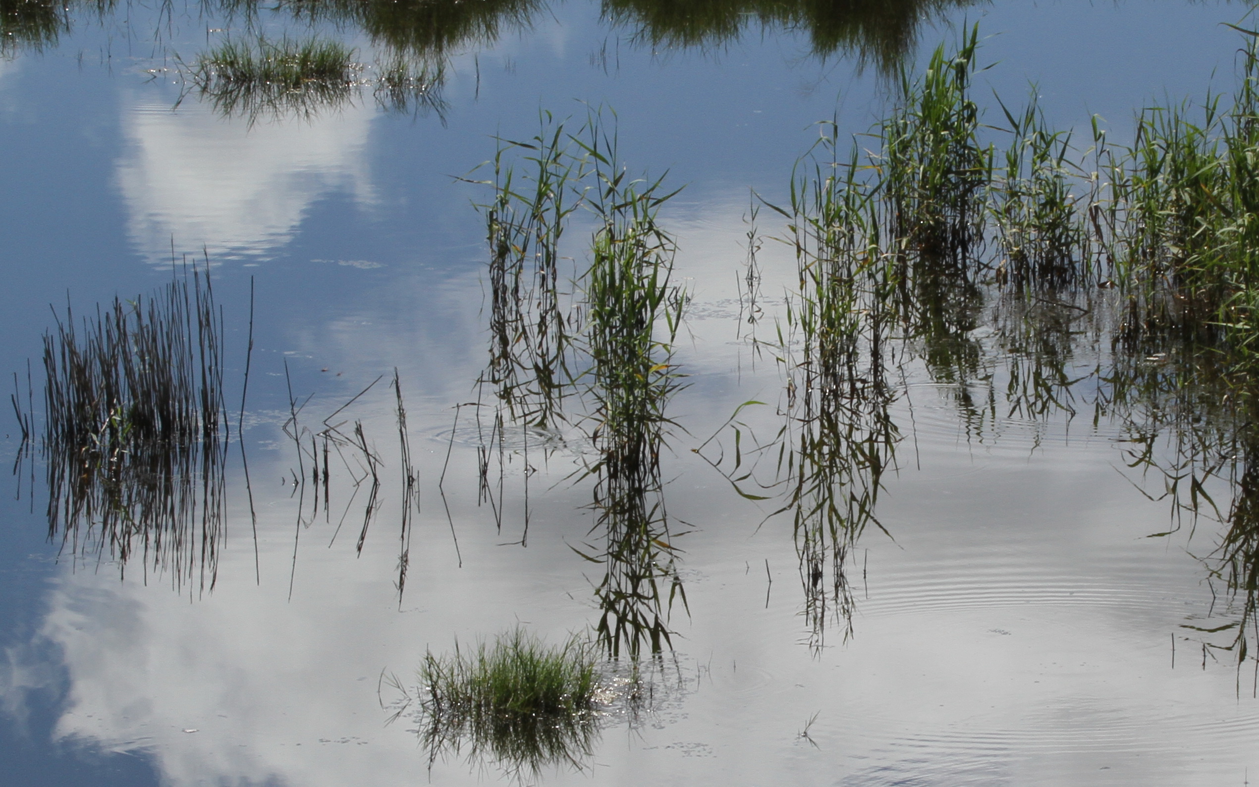 Upside Down, Tembe – Birds are our Story