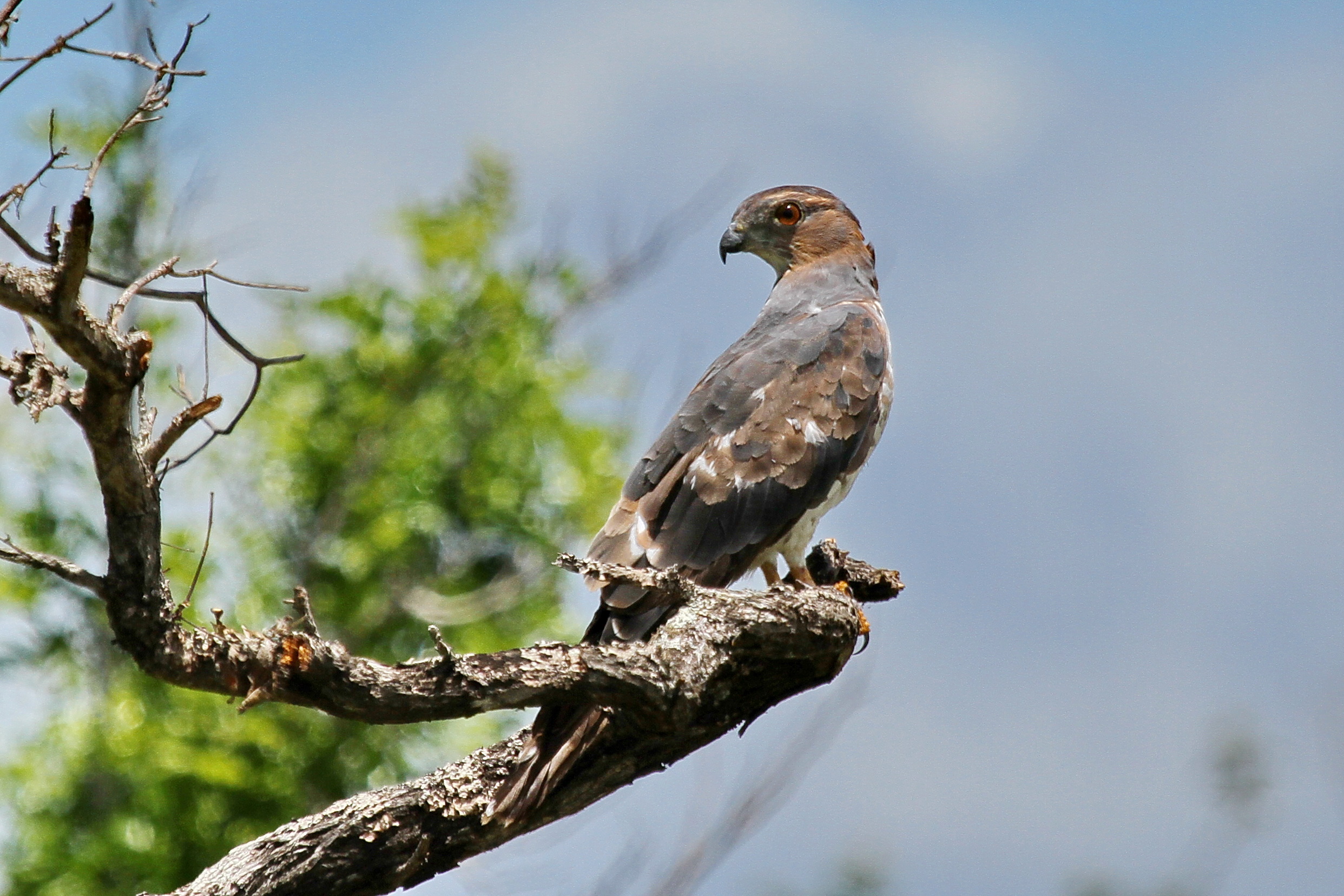 African Cuckoo-Hawk – immature at Tembe 1 – Birds are our Story