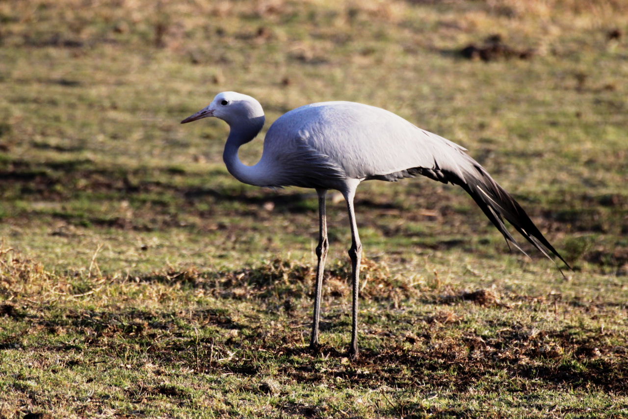 Tala Revisited – Birds are our Story