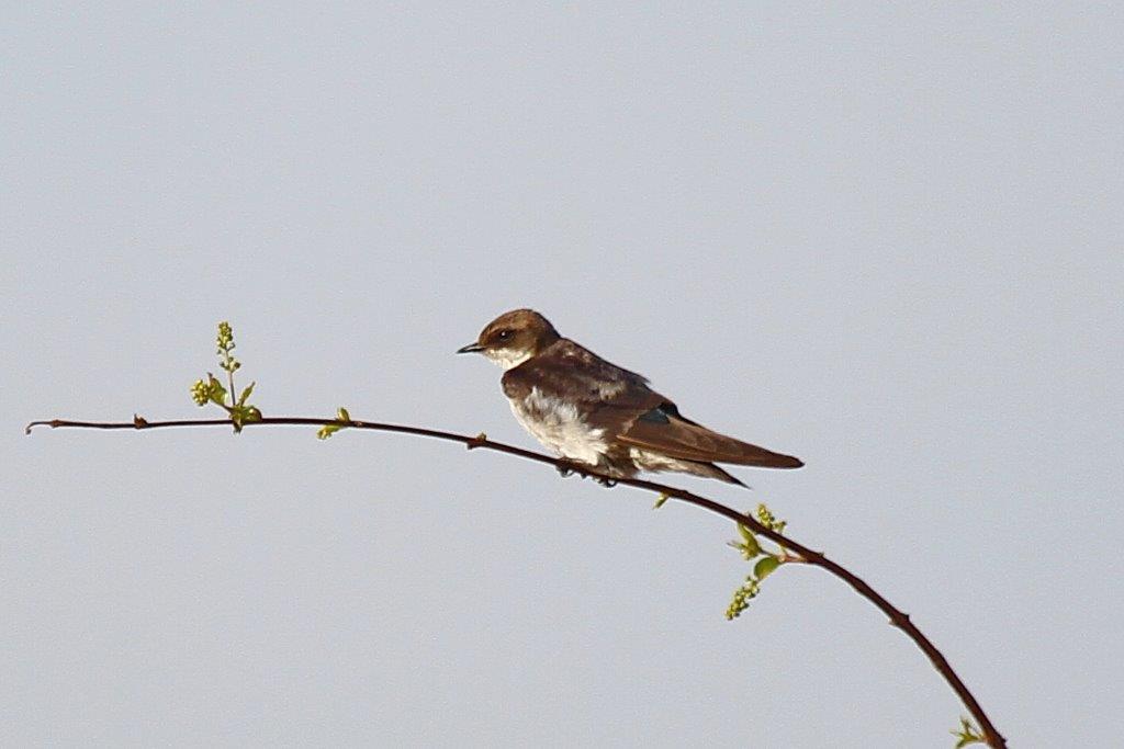 Grey-rumped Swallow – Birds are our Story