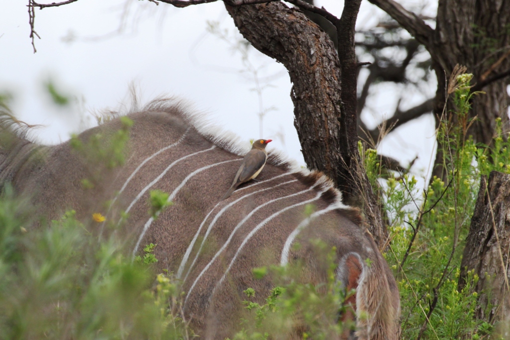 Tala Game Reserve Feedback – Birds are our Story