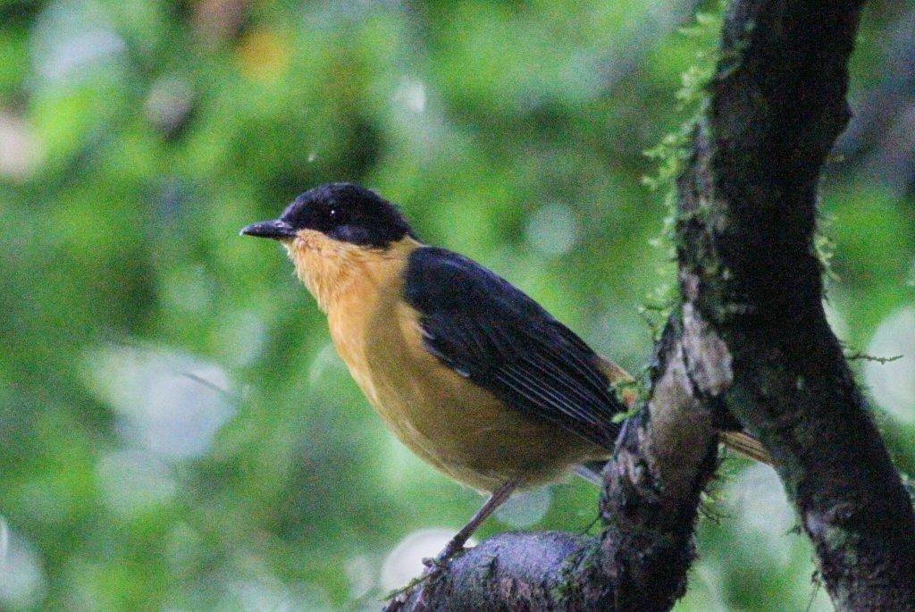 Chorister Robin-Chat 1 – Birds are our Story