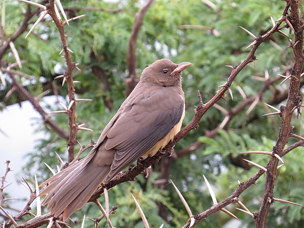 Red-billed Oxpecker- juvenile, Ithala – Birds are our Story