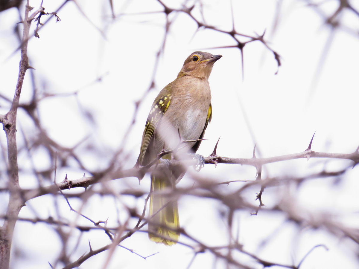 Eastern Nicator, Tembe – Birds are our Story