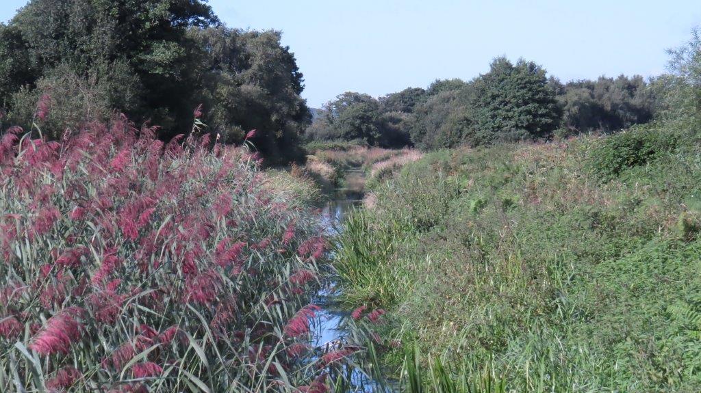 Ham Wall canal – Birds are our Story