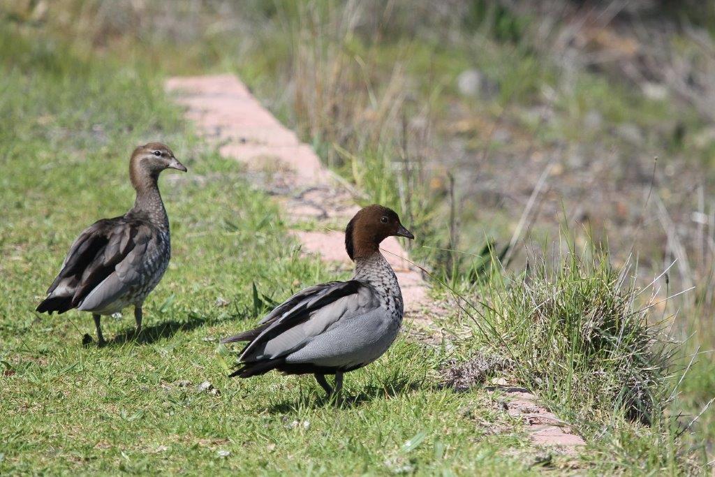 Common birds of Bendigo, Victoria – Australia – Birds are our Story