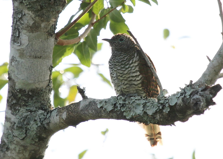 Cuckoo – juvenile, Tembe – Birds are our Story