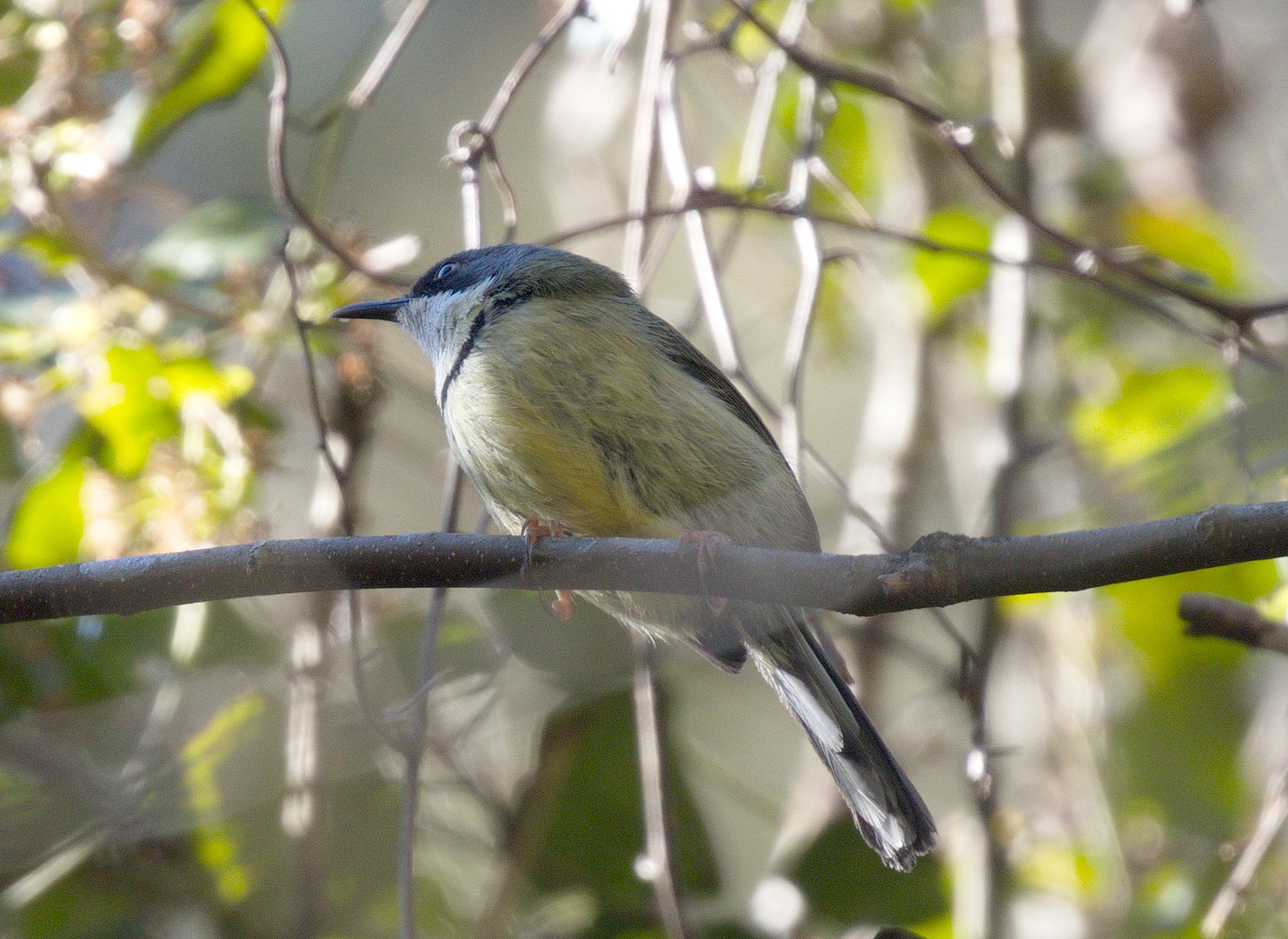 Twin Falls, Karkloof, KZN – Birds are our Story